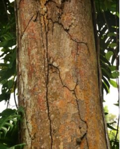 Kenari (Canarium amboinense Hoch.) Pohon Maluku. Penyebaran ...