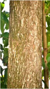 Samama (Anthocephalus macrophyllus) Pohon Maluku. Penyebaran, Pemanfaatan dan Budidaya - IRWANTO ID