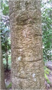 Kayu Titi (Gmelina moluccana (Blume) Backer) Pohon Maluku. Penyebaran ...