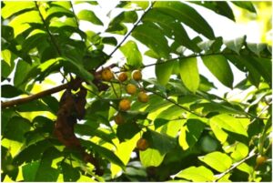 Buah Rao (Dracontomelon dao) Pohon Maluku. Penyebaran, Pemanfaatan dan ...