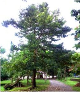 Torem (Manilkara kanosiensis) Pohon Maluku. Penyebaran, Pemanfaatan dan ...