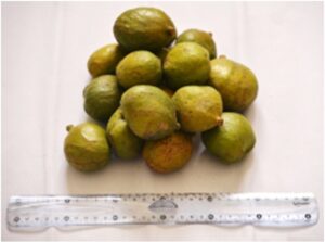 Gayang (Inocarpus edulis) Pohon Maluku Penyebaran, Pemanfaatan dan ...