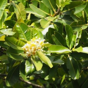 Pohon Bintangur Pantai (Callophyllum inophyllum L) Pohon Maluku ...