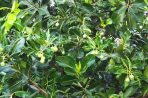 Pohon Bintangur Pantai (Callophyllum inophyllum L) Pohon Maluku ...