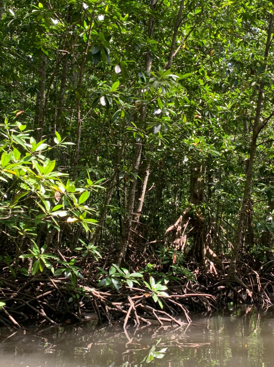 Foto Mangrove - IRWANTO ID